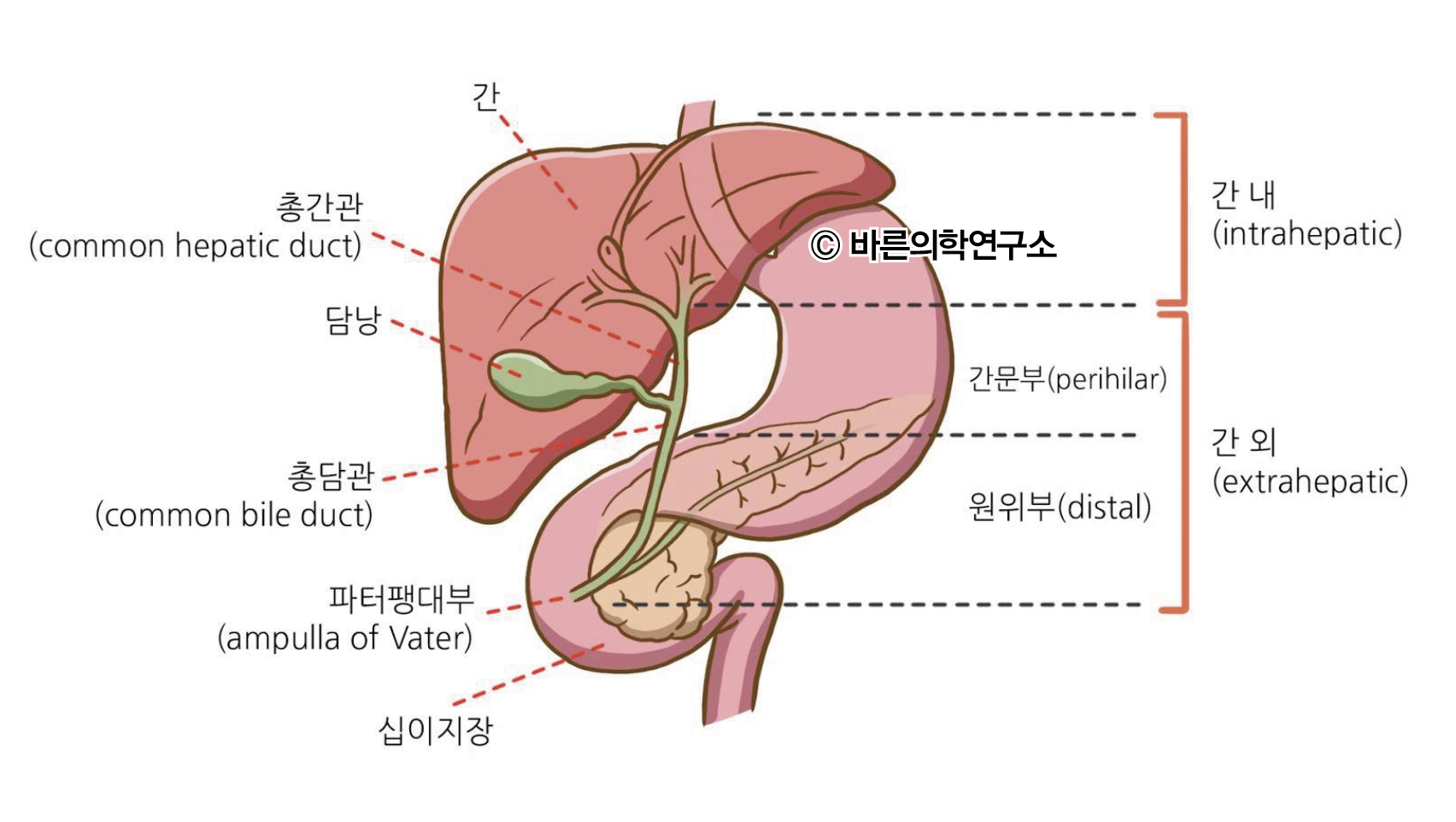 [Column] 담관암에 대한 개념정리 - Metamedic