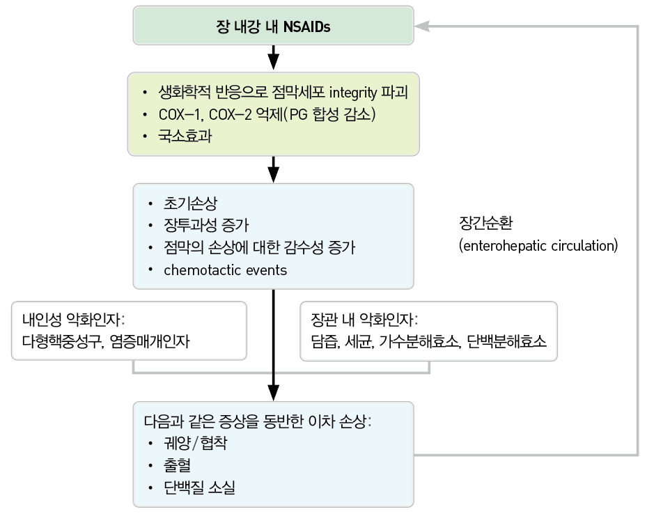 소화성 궤양(Peptic ulcer): NSAIDs 연관 궤양 - Metamedic