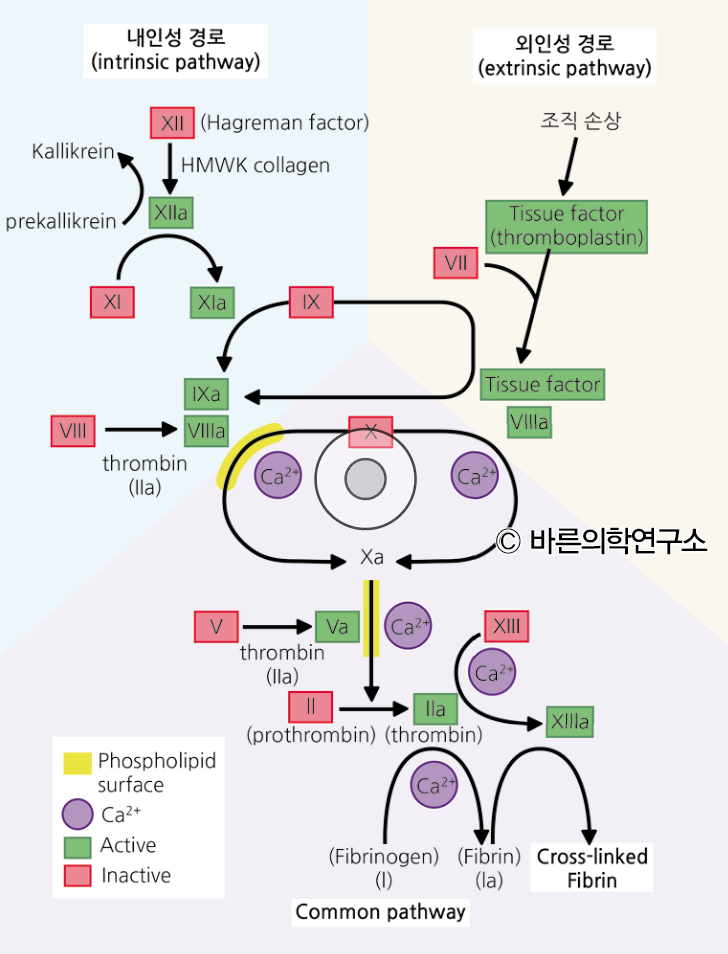 지혈(hemostasis)의 과정 - Metamedic